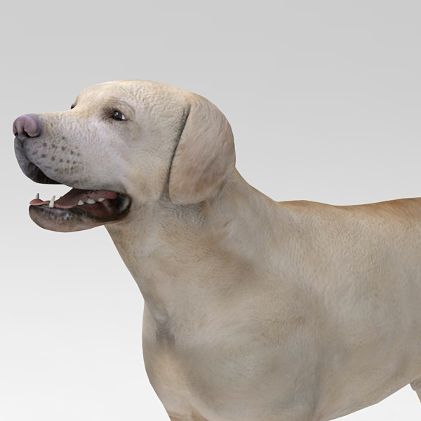 3D Model Labrador Dog for $49 - SEOClerks